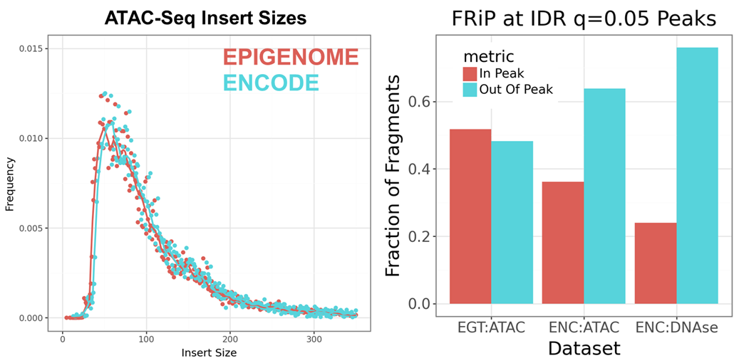 Services | Open Chromatin | Epigenome Technologies
